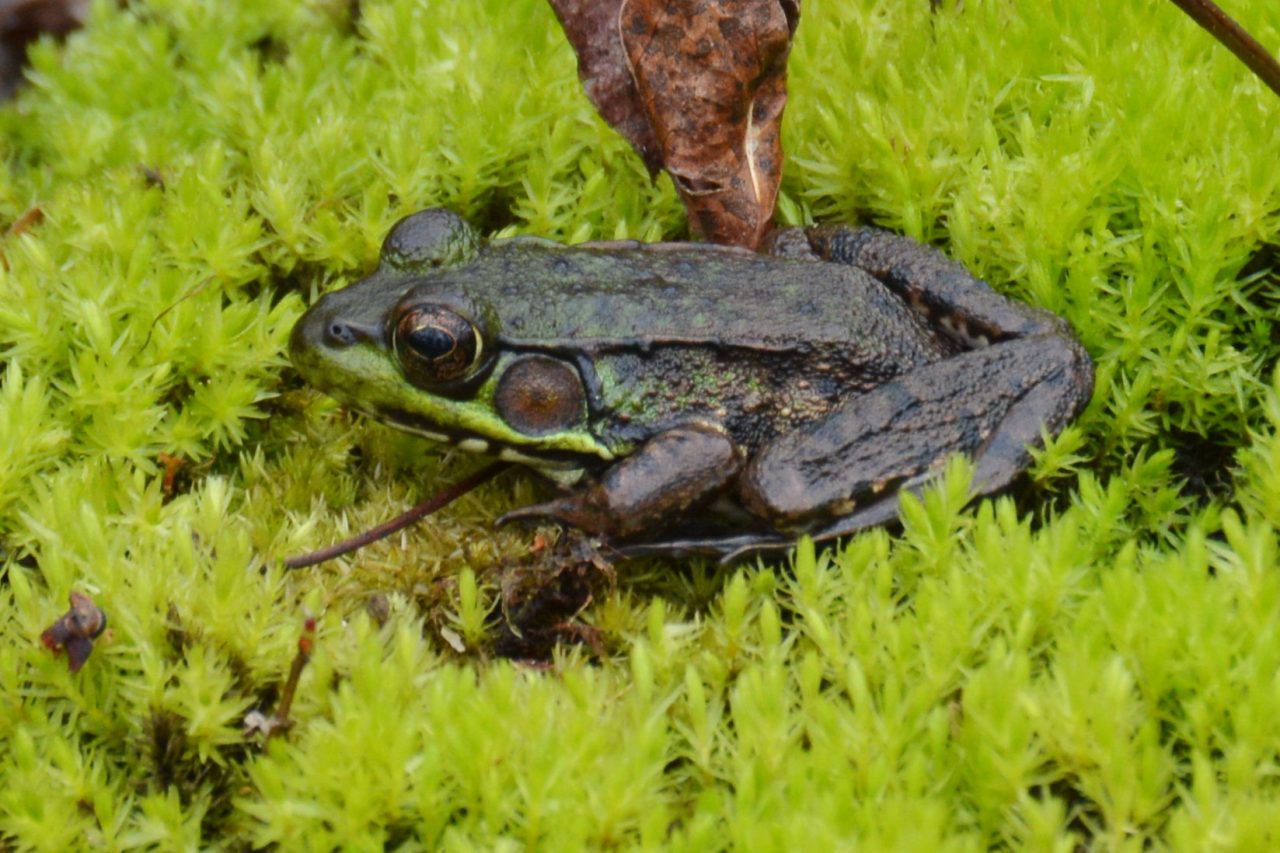 Frog Walk | Honey Hollow Nature Center